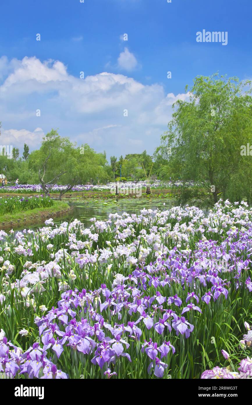 Sawara katori hi-res stock photography and images - Alamy