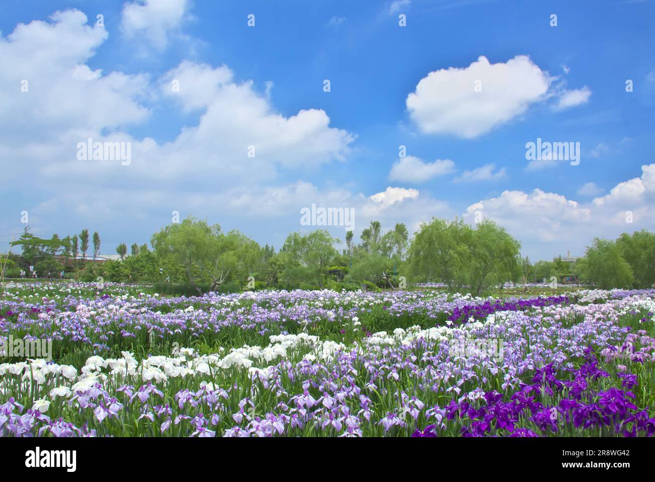 Sawara katori hi-res stock photography and images - Alamy
