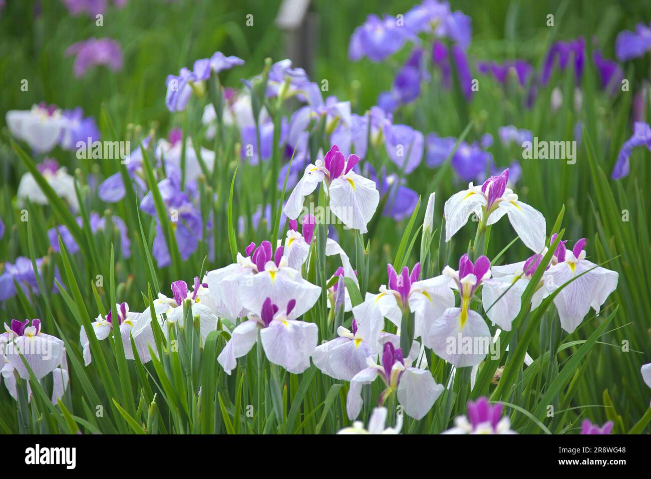Suig? Sawara Aquatic Botanical Garden Stock Photo - Alamy