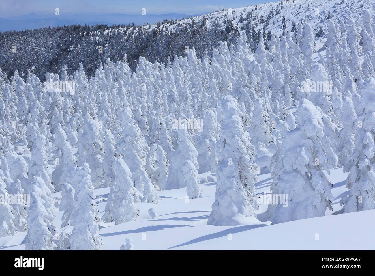 Trees on Mount Zao covered in frost Stock Photo - Alamy