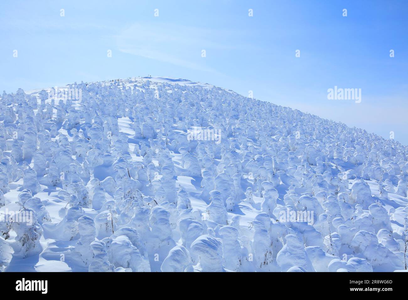 Trees on Mount Zao covered in frost Stock Photo - Alamy