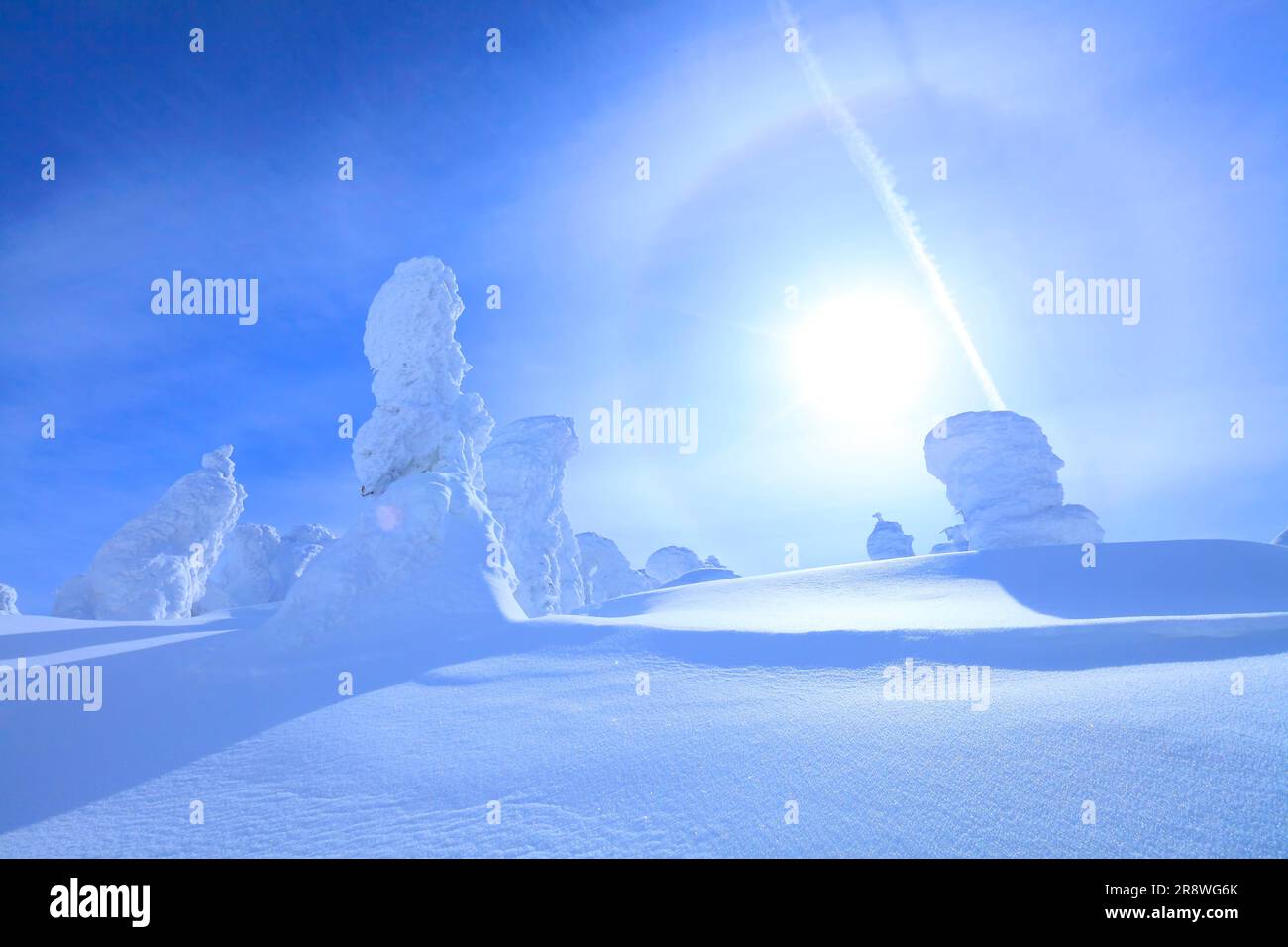 Trees on Mount Zao covered in frost Stock Photo - Alamy