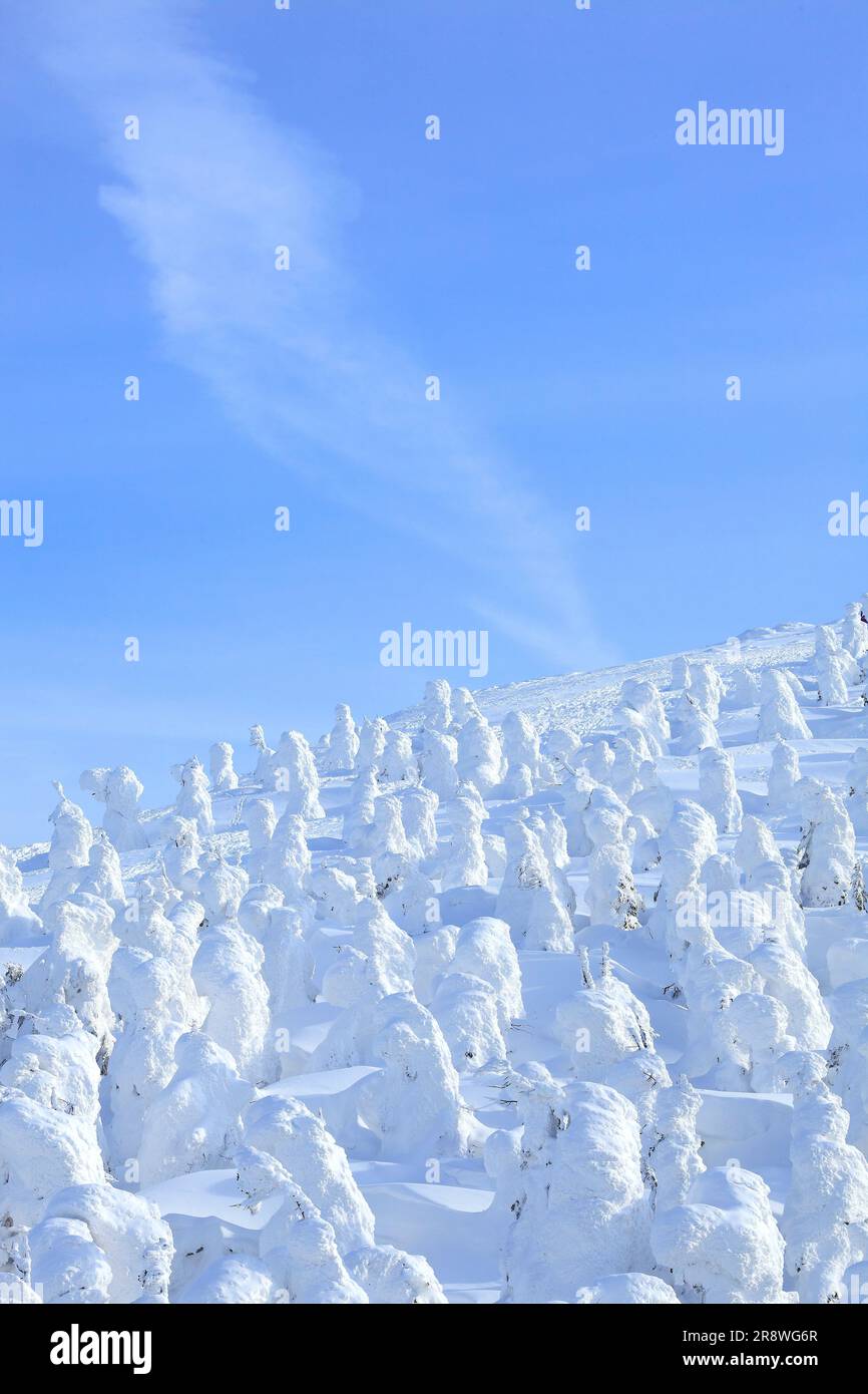 Trees on Mount Zao covered in frost Stock Photo - Alamy