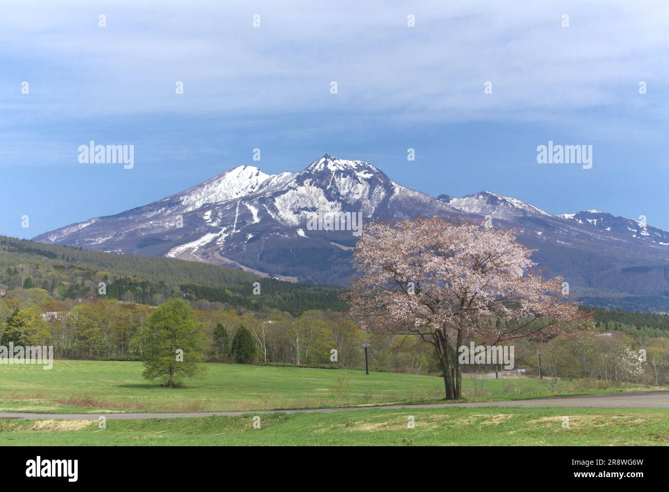 Mt. Myoko and cherry blossoms Stock Photo - Alamy
