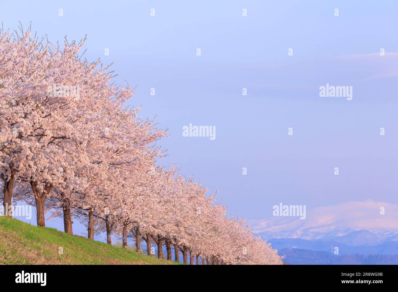 Grove cherry blossom trees hi-res stock photography and images - Alamy