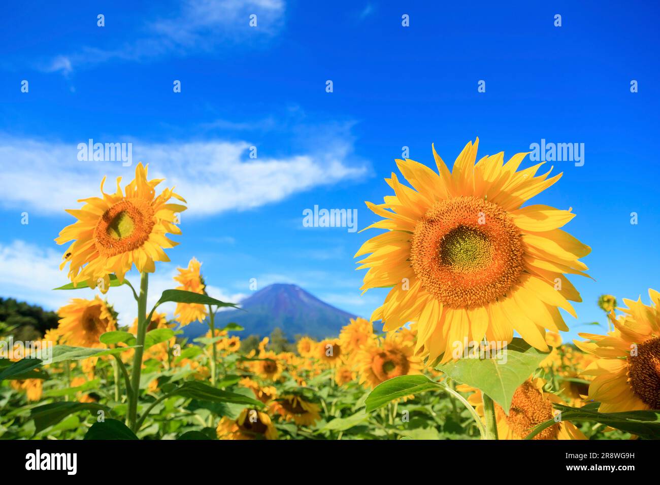 Sunflower and Mount Fuji Stock Photo - Alamy