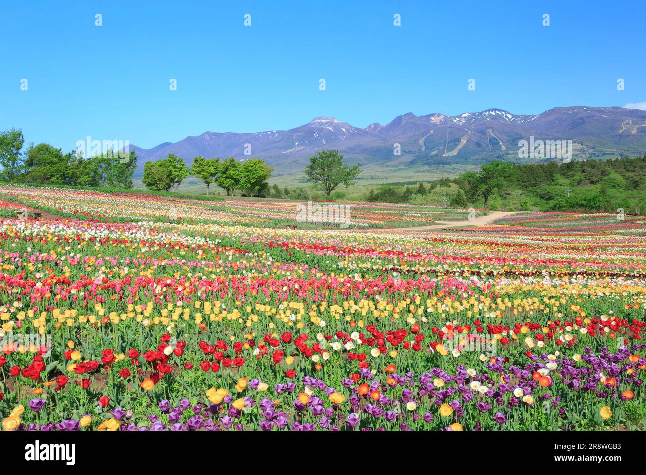 Tulip grove hi-res stock photography and images - Alamy