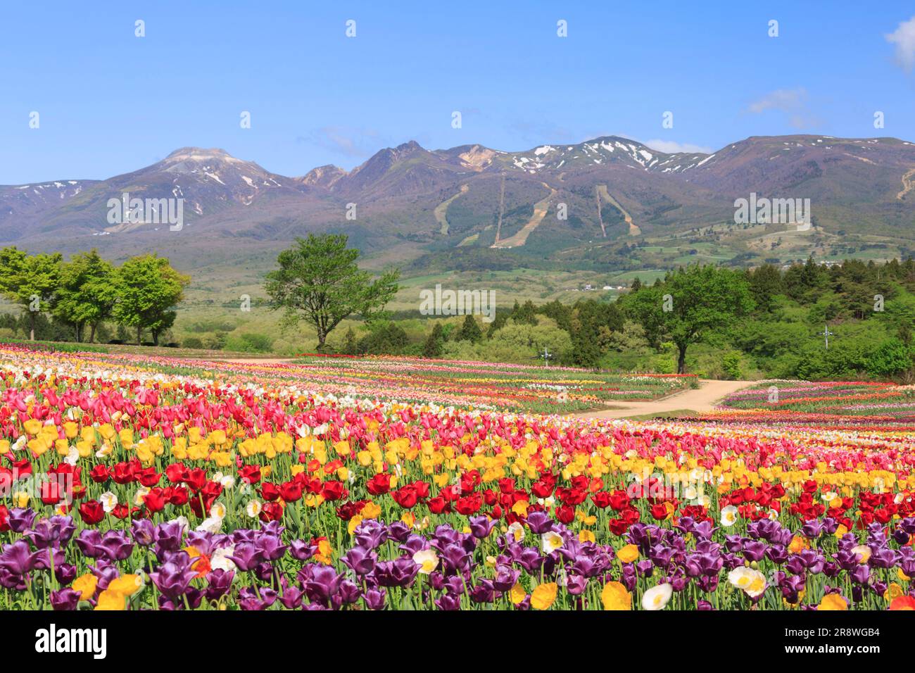 Tulip grove hi-res stock photography and images - Alamy