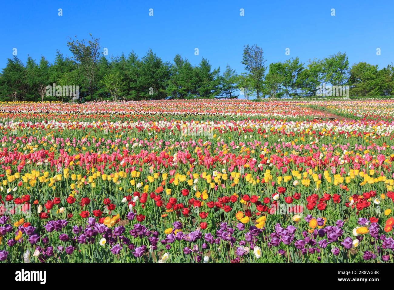 Tulip grove hi-res stock photography and images - Alamy