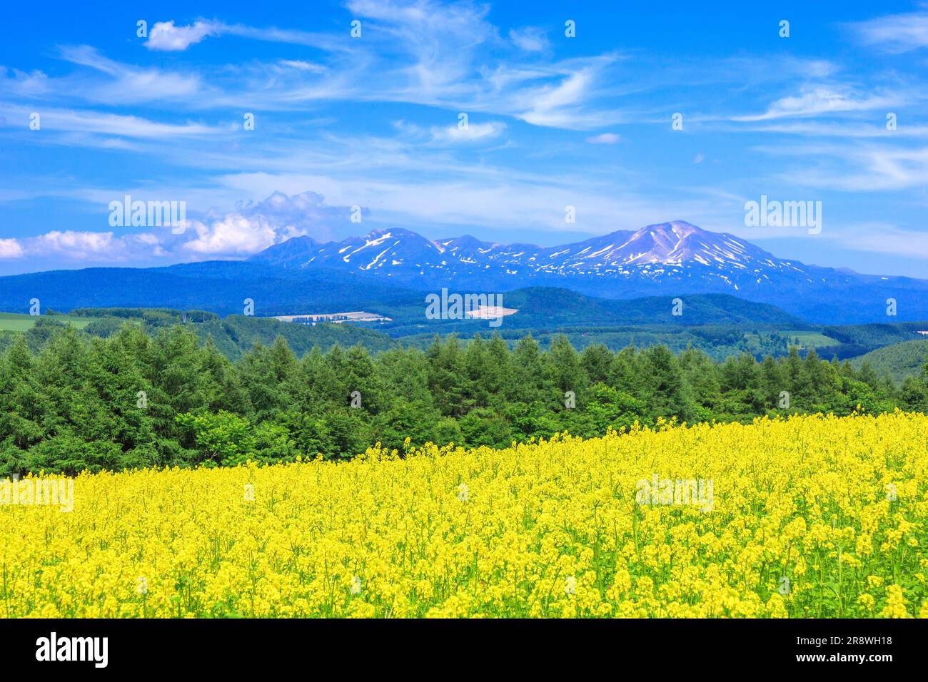 Mount Daisetsuzan and yellow mastard Stock Photo - Alamy