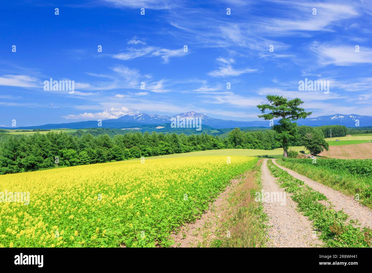 Mount Daisetsuzan and yellow mastard Stock Photo - Alamy