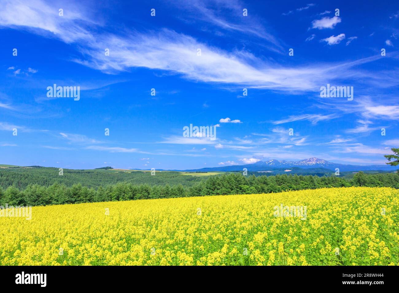 Mount Daisetsuzan and yellow mastard Stock Photo - Alamy