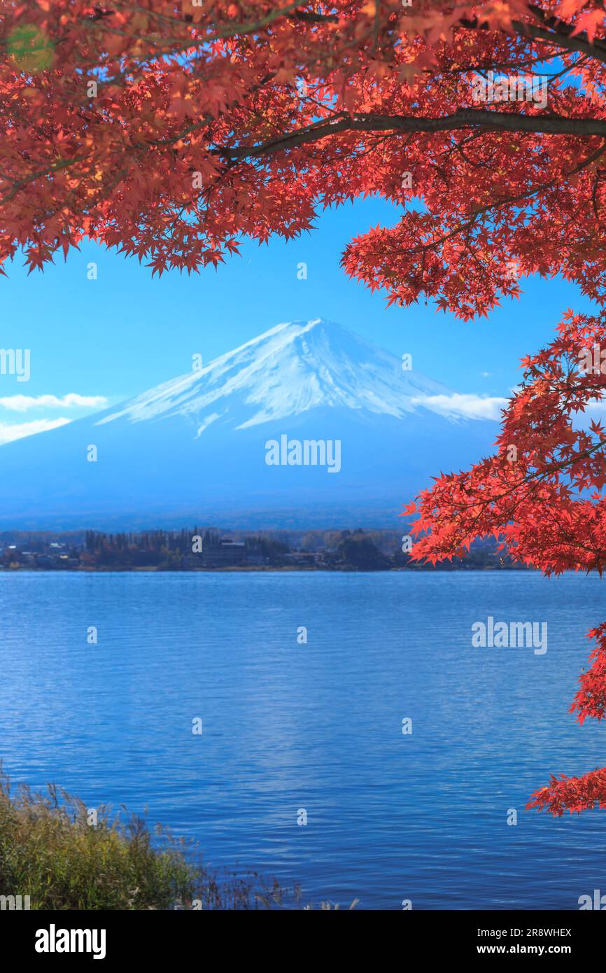 Mount fuji autumn maple hi-res stock photography and images - Alamy