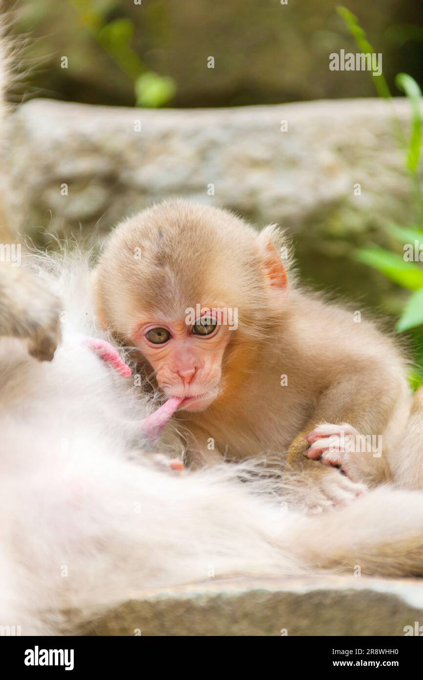 Japanese monkeys at Shigakogen highlands Stock Photo - Alamy