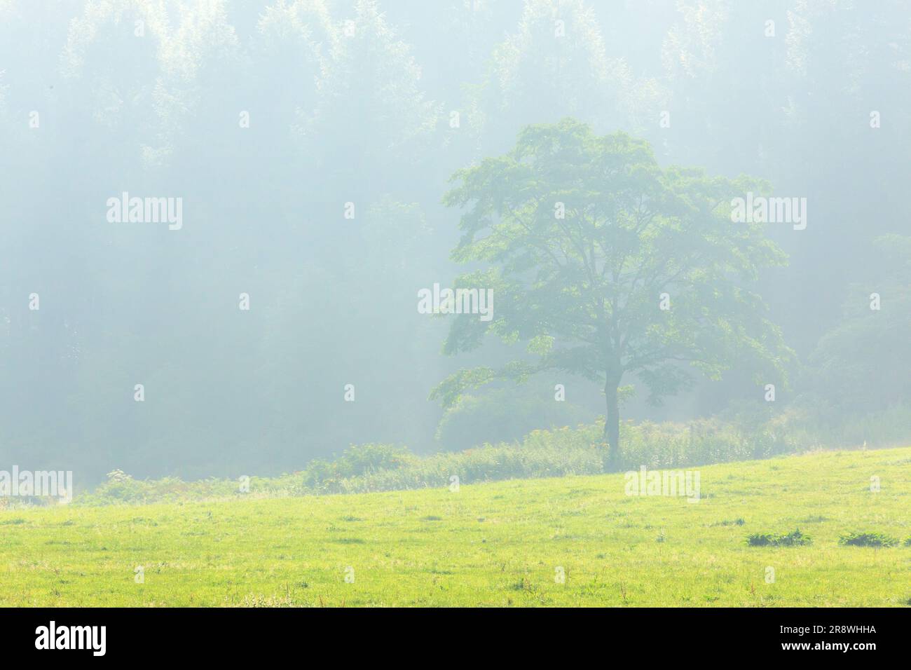 Morning view of Shigakogen highlands Stock Photo - Alamy