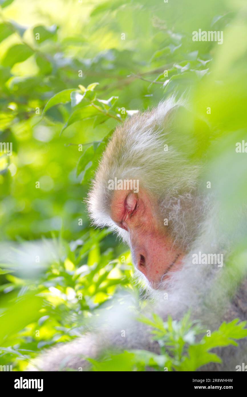 Japanese monkeys at Shigakogen highlands Stock Photo - Alamy