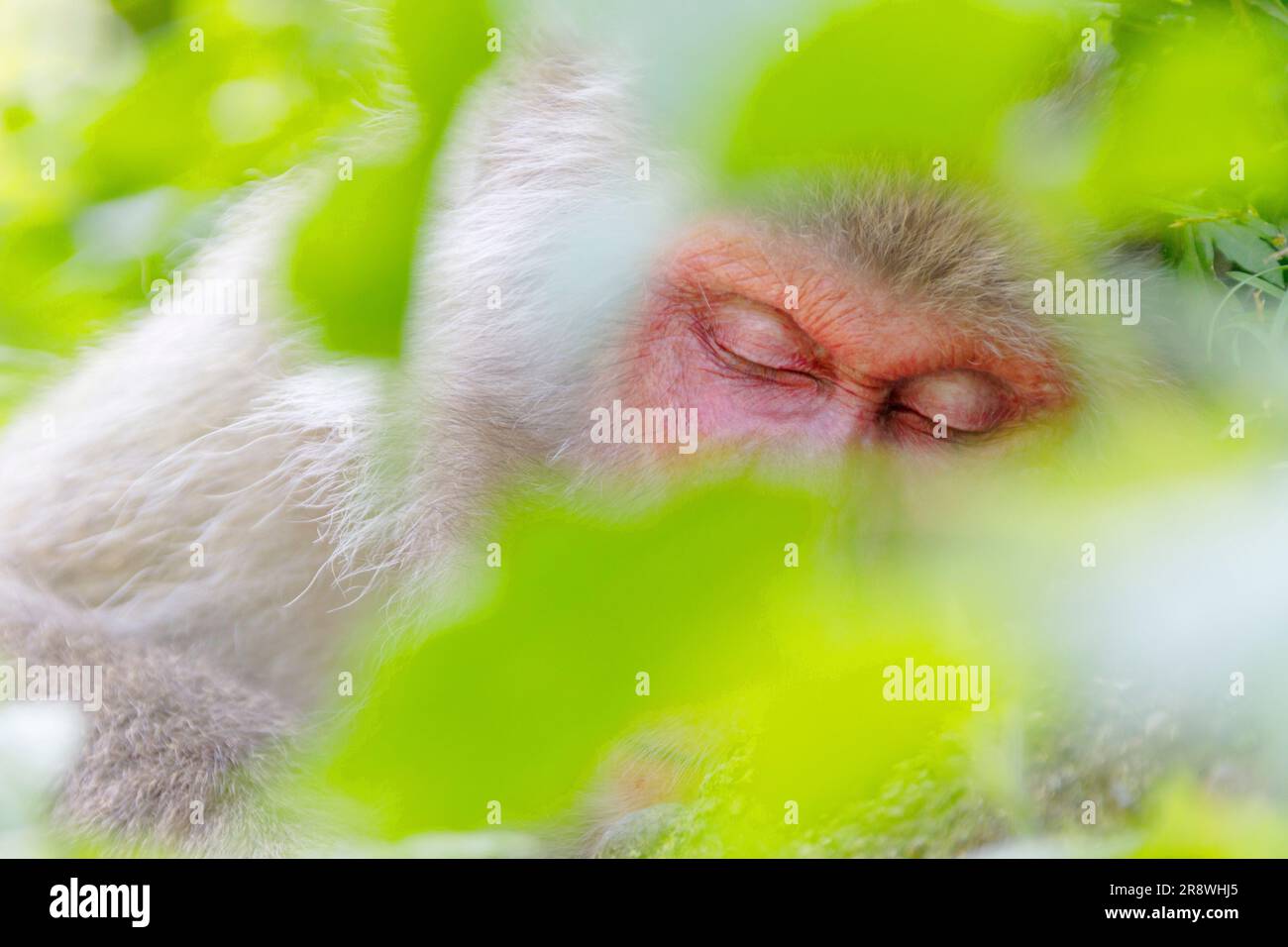 Japanese monkeys at Shigakogen highlands Stock Photo - Alamy