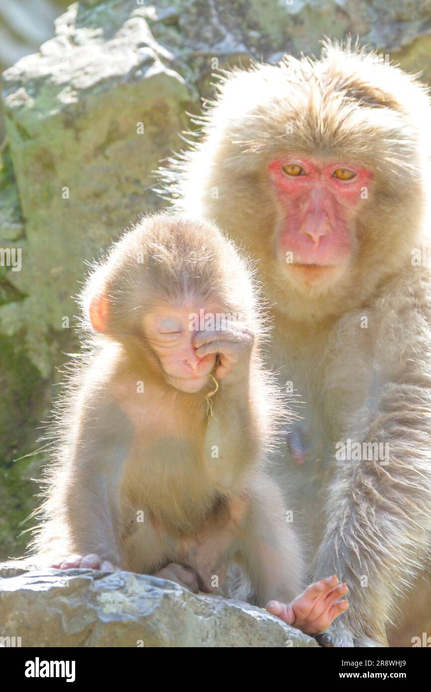 Japanese monkeys at Shigakogen highlands Stock Photo - Alamy