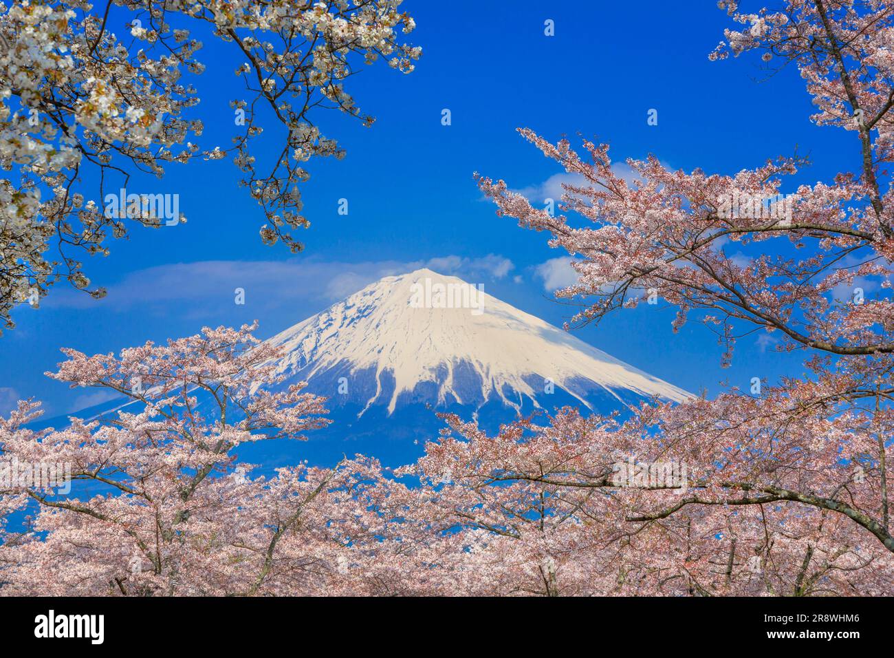 Mt. Fuji and a cherry tree Stock Photo - Alamy