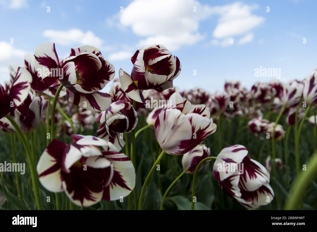 Blooms in vibrant hues of blue hi-res stock photography and images - Alamy