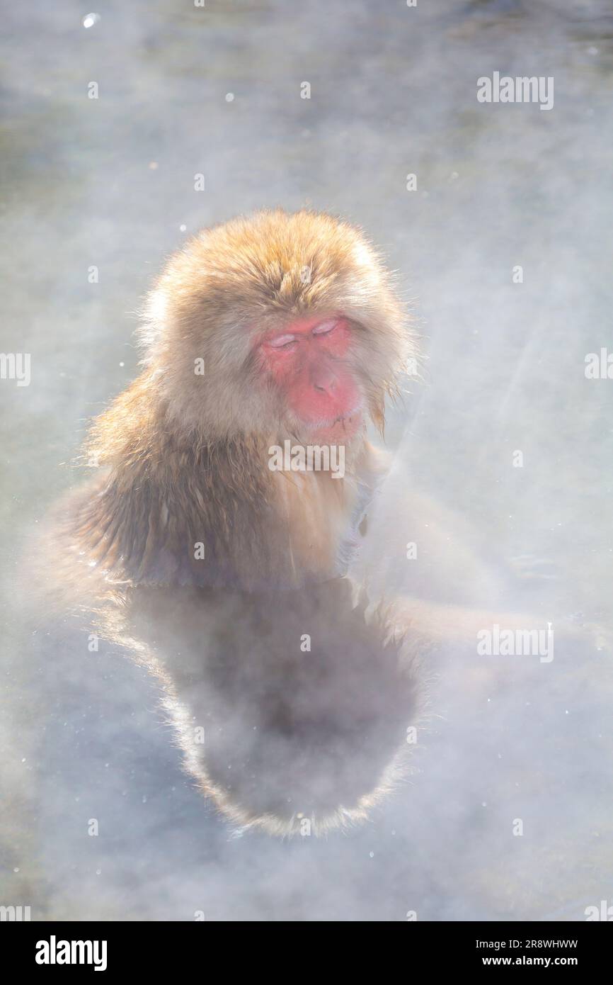 Monkey creature hi-res stock photography and images - Alamy