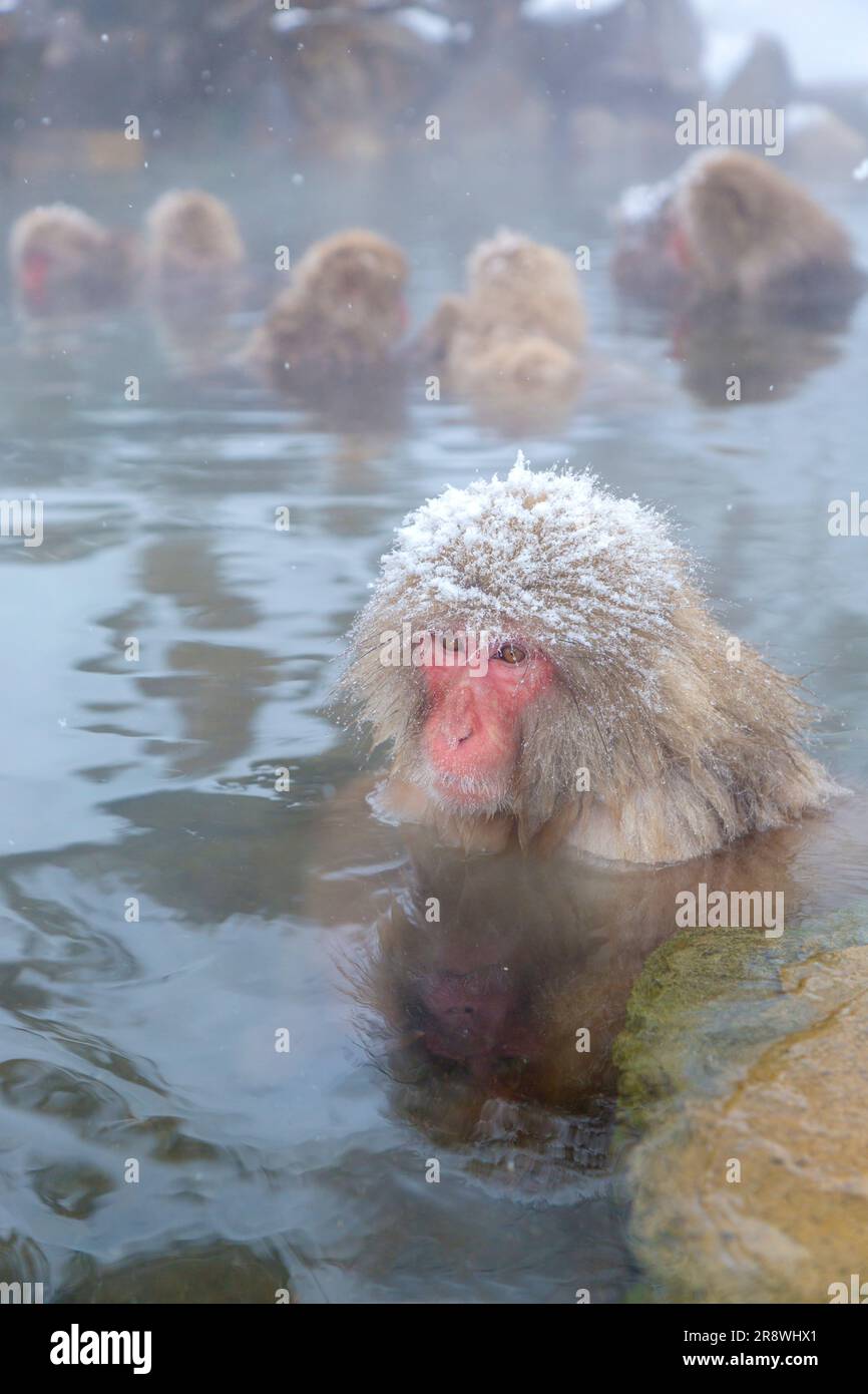Japanese monkey in Onsen hotspring Stock Photo - Alamy