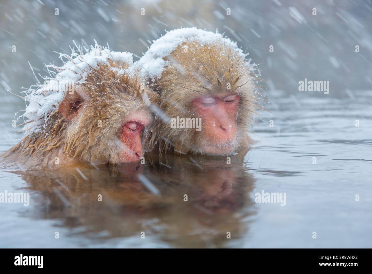Japanese monkey in Onsen hotspring Stock Photo - Alamy