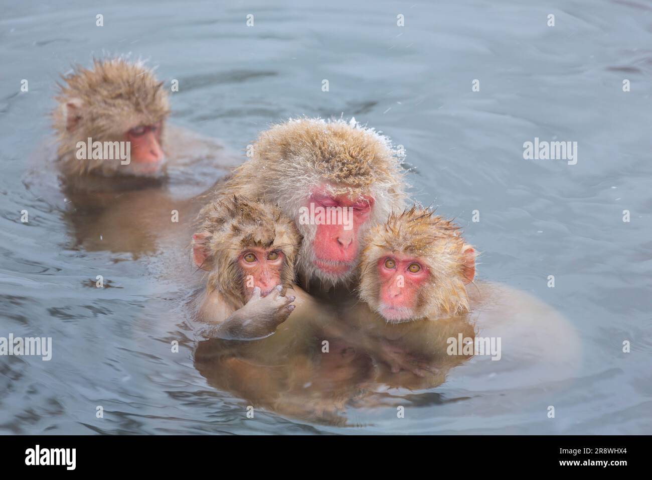 Japanese monkey in Onsen hotspring Stock Photo - Alamy