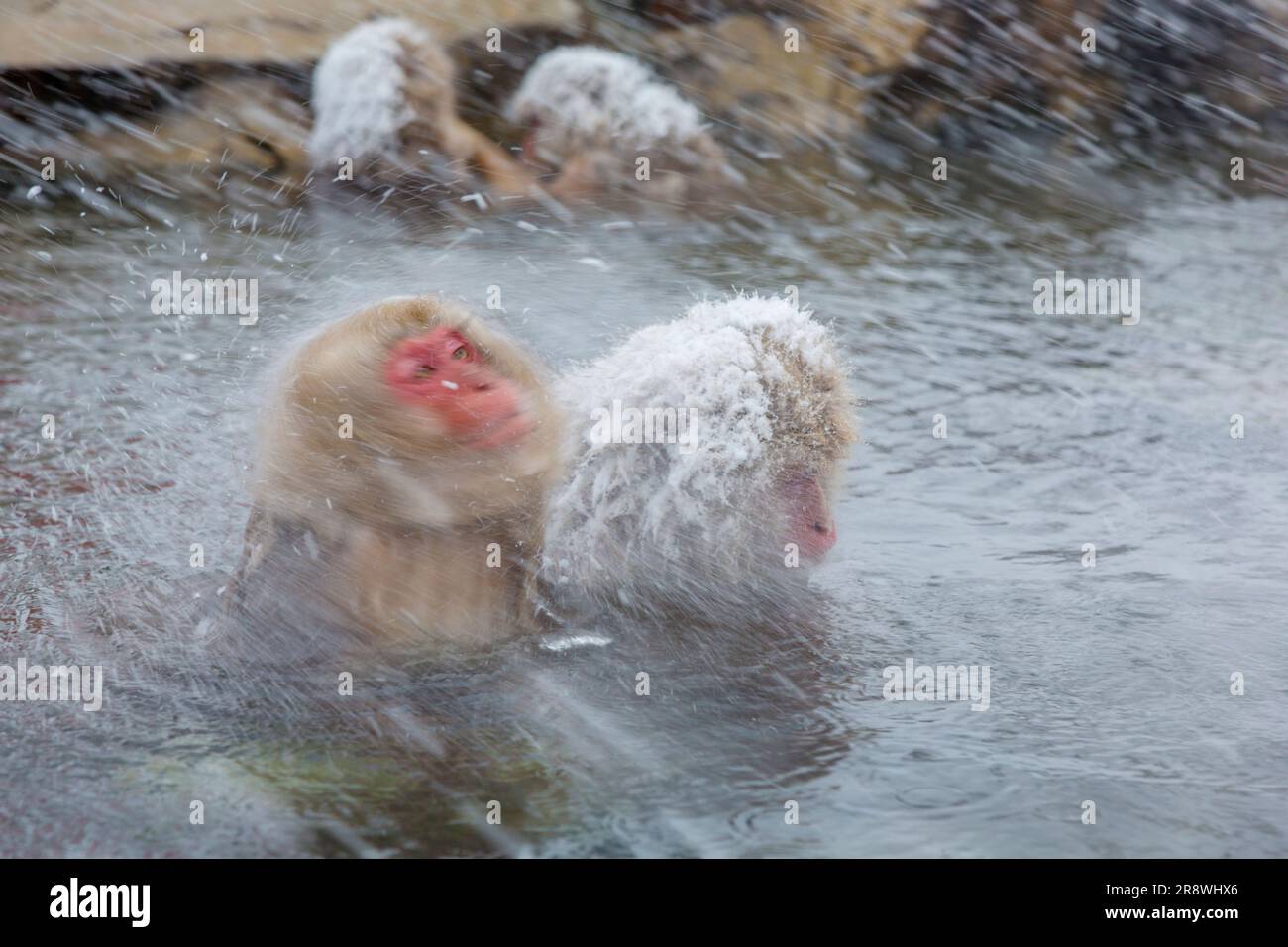 Japanese monkey in Onsen hotspring Stock Photo - Alamy