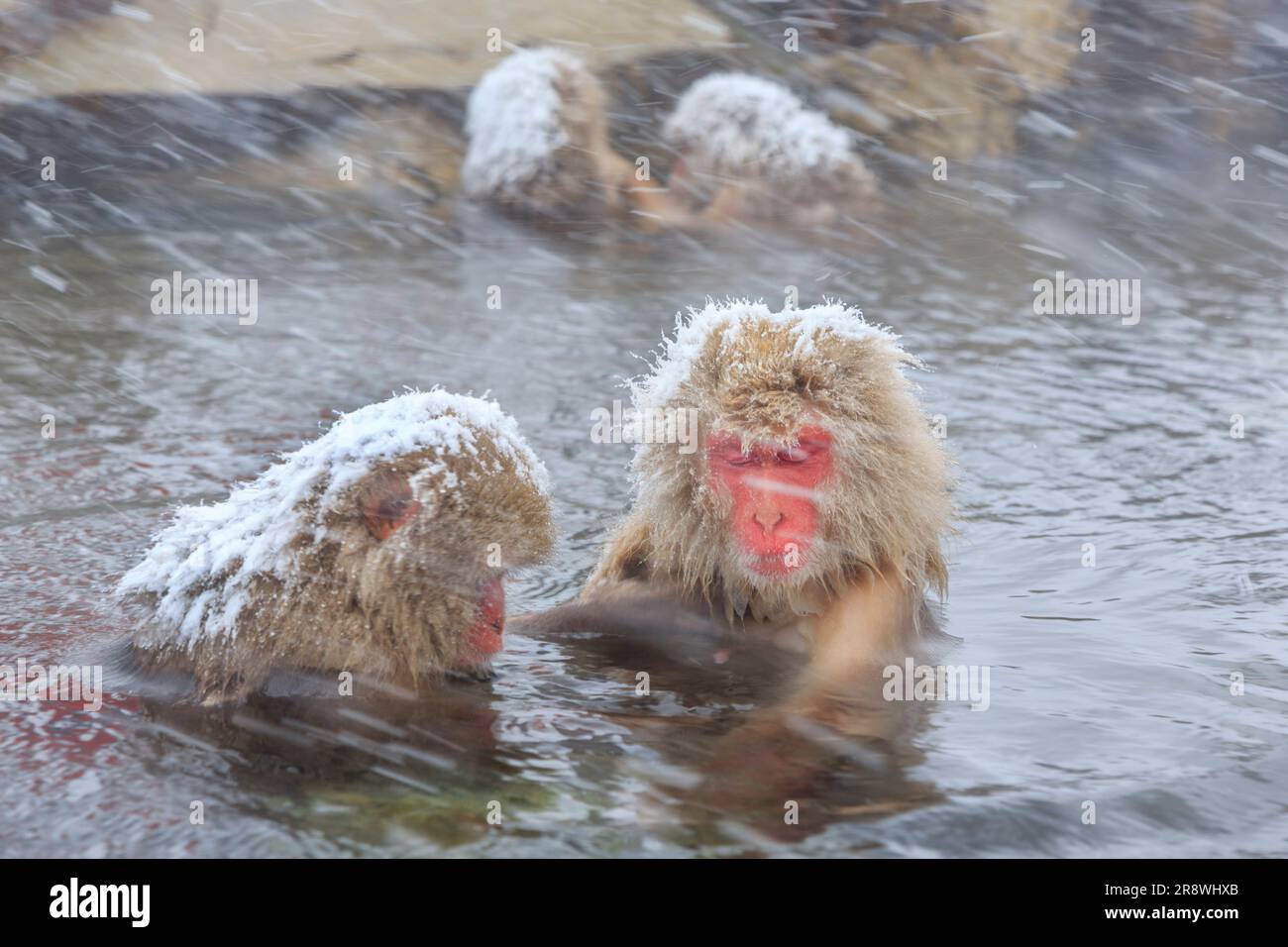 Japanese monkey in Onsen hotspring Stock Photo - Alamy