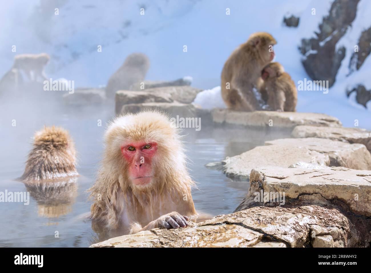 Japanese monkey in Onsen hotspring Stock Photo - Alamy