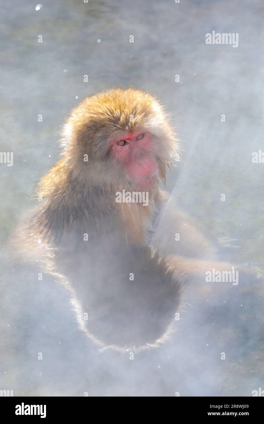 Japanese monkey in Onsen hotspring Stock Photo - Alamy