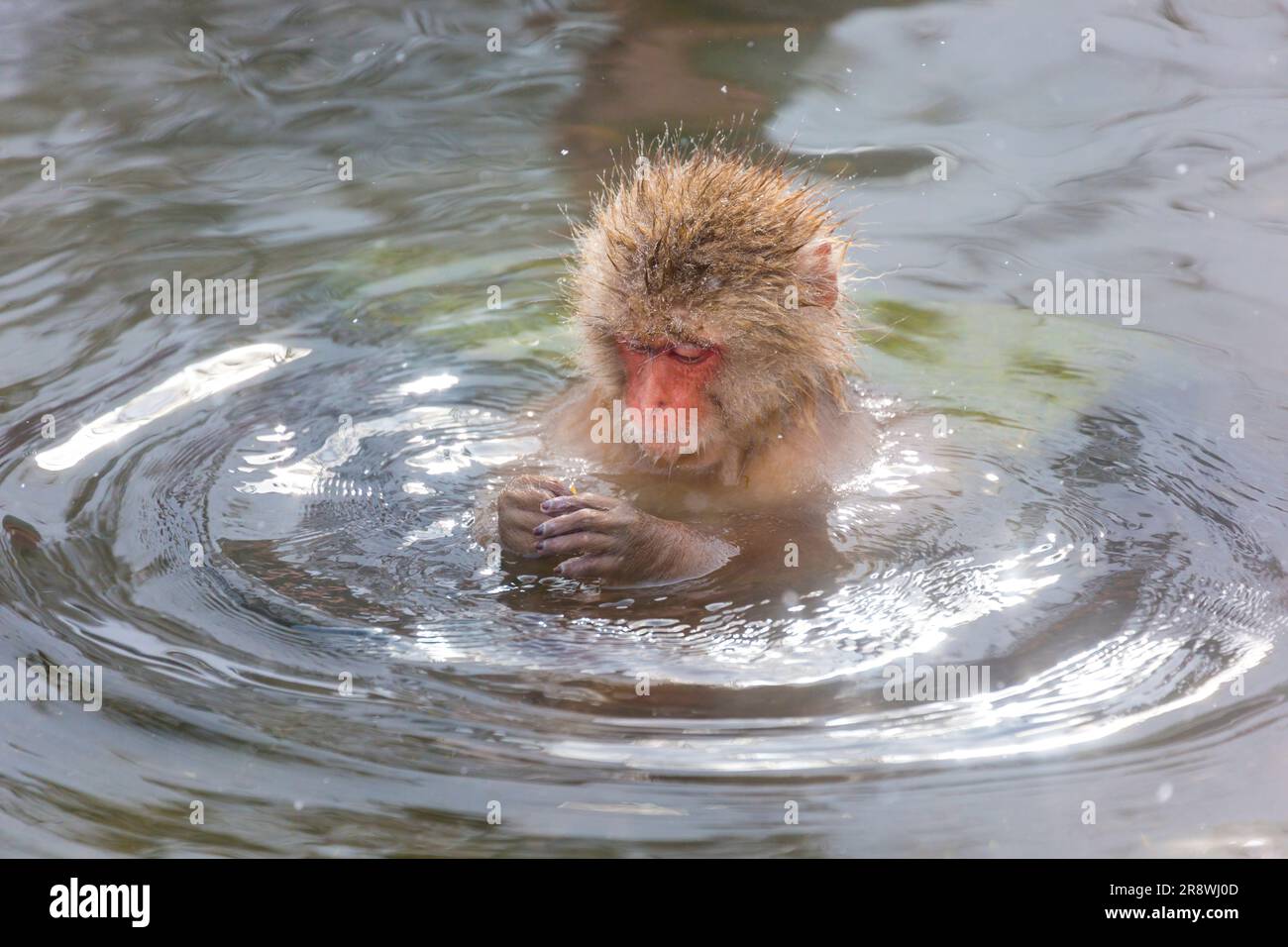 Japanese monkey in Onsen hotspring Stock Photo - Alamy
