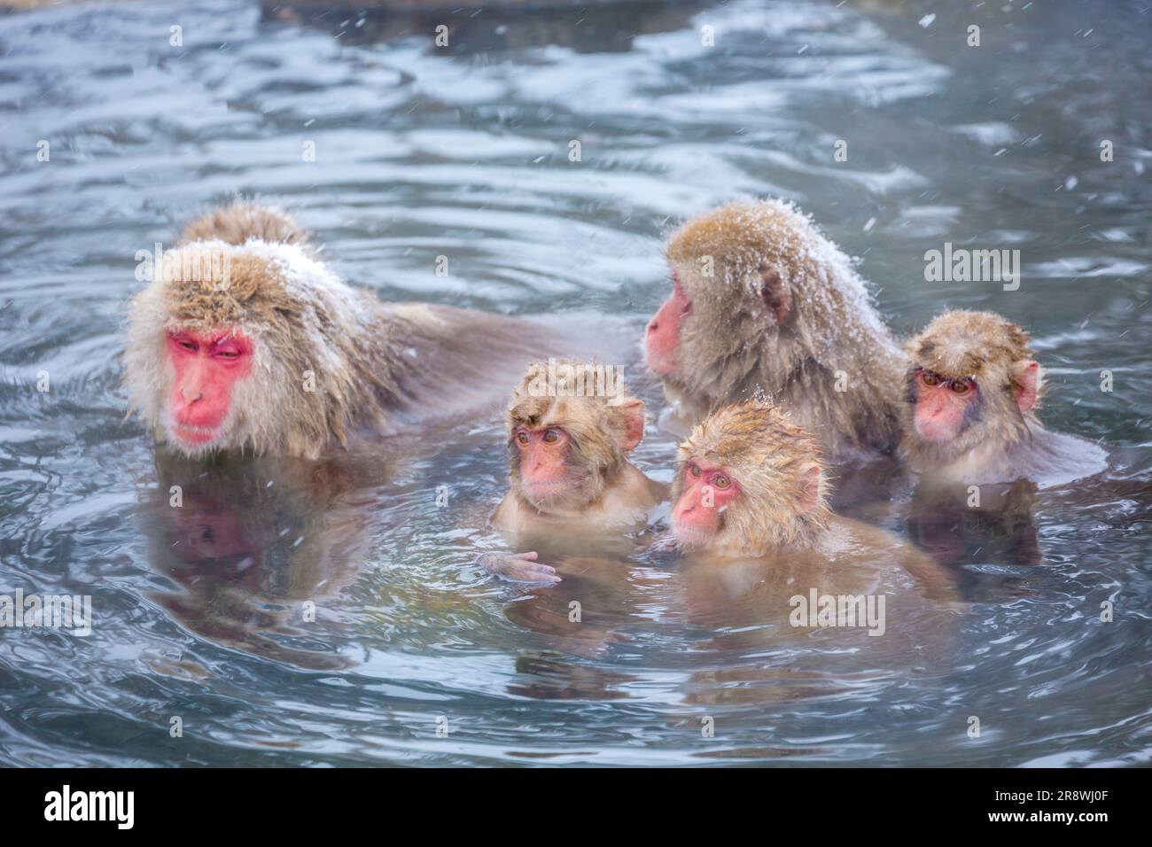 Japanese monkey in Onsen hotspring Stock Photo - Alamy