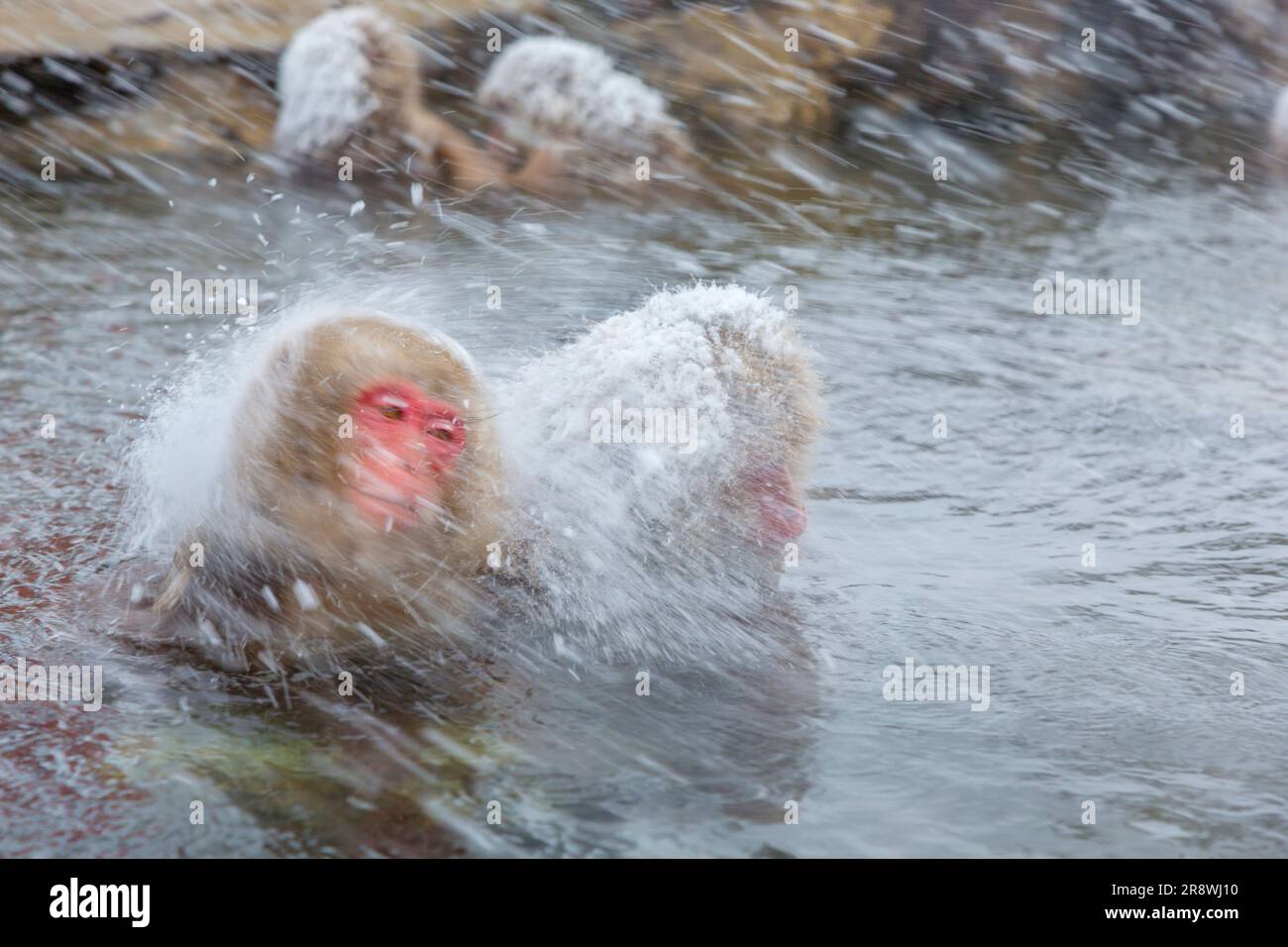 Japanese monkey in Onsen hotspring Stock Photo - Alamy