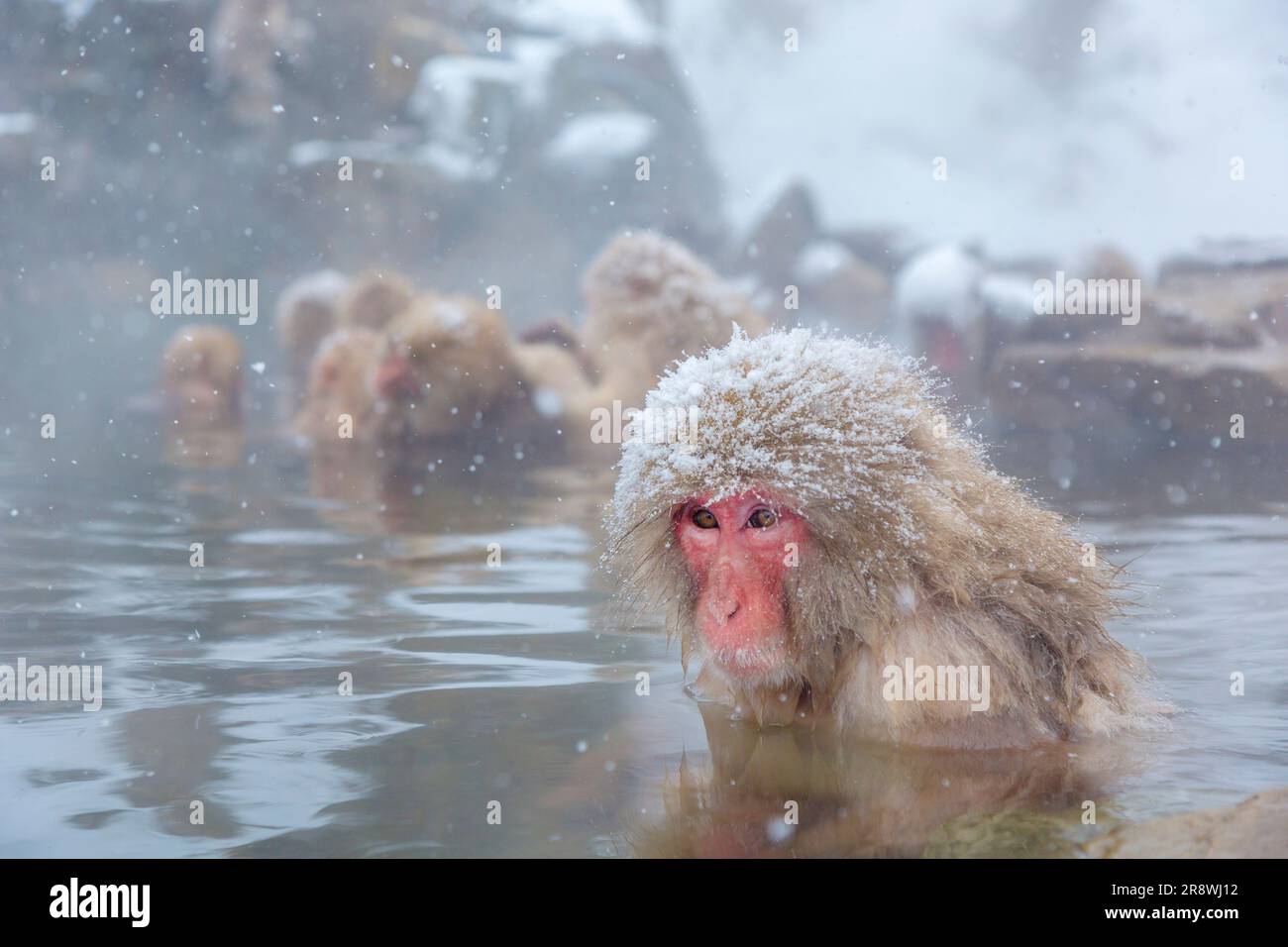 Japanese monkey in Onsen hotspring Stock Photo - Alamy