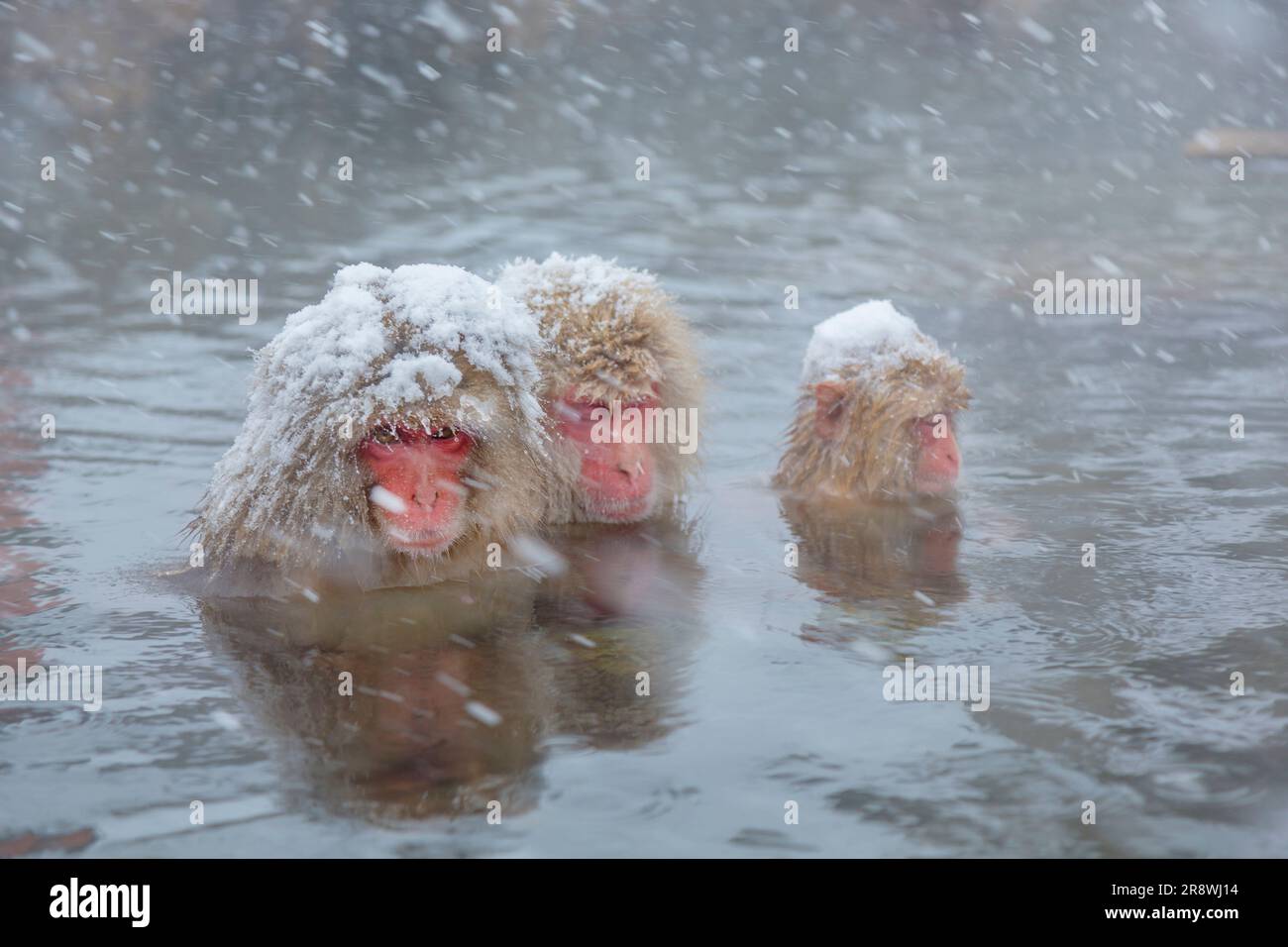 Japanese monkey in Onsen hotspring Stock Photo - Alamy