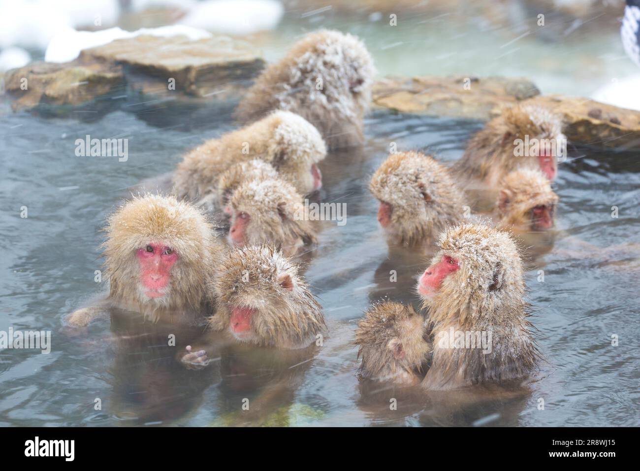 Japanese monkey in Onsen hotspring Stock Photo - Alamy