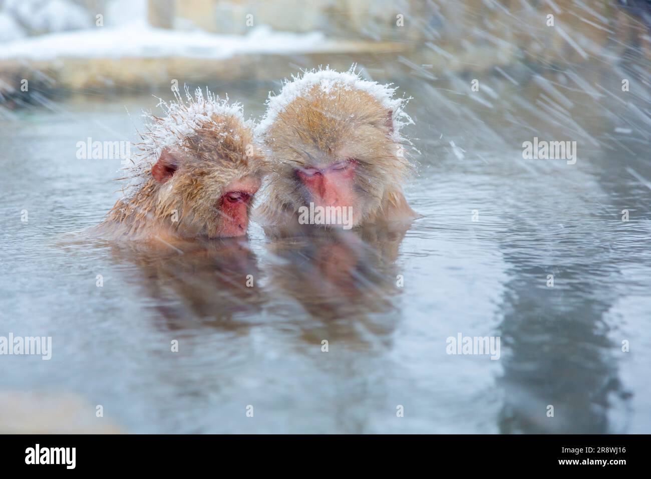 Japanese monkey in Onsen hotspring Stock Photo - Alamy