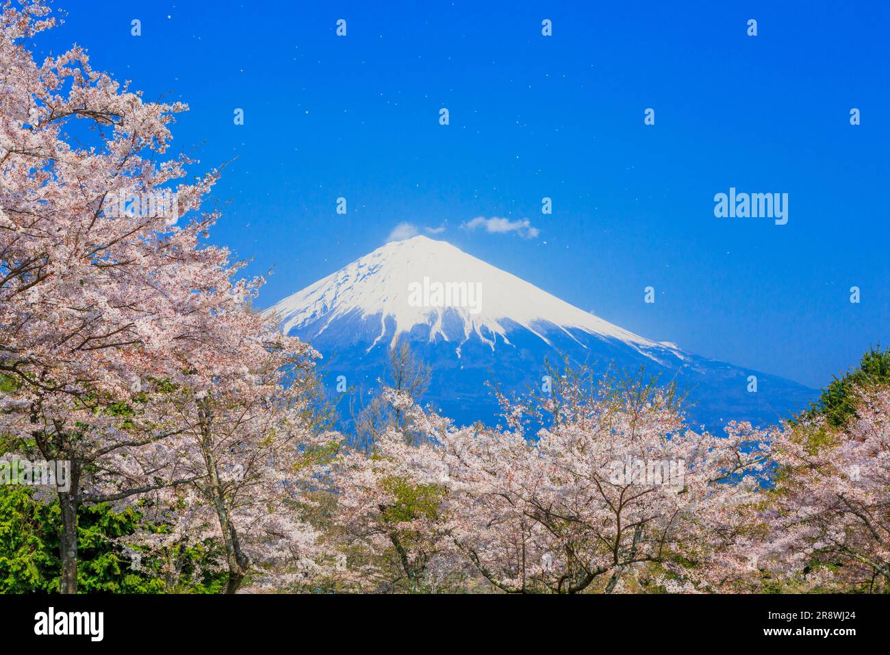Mt. Fuji and a cherry tree Stock Photo - Alamy