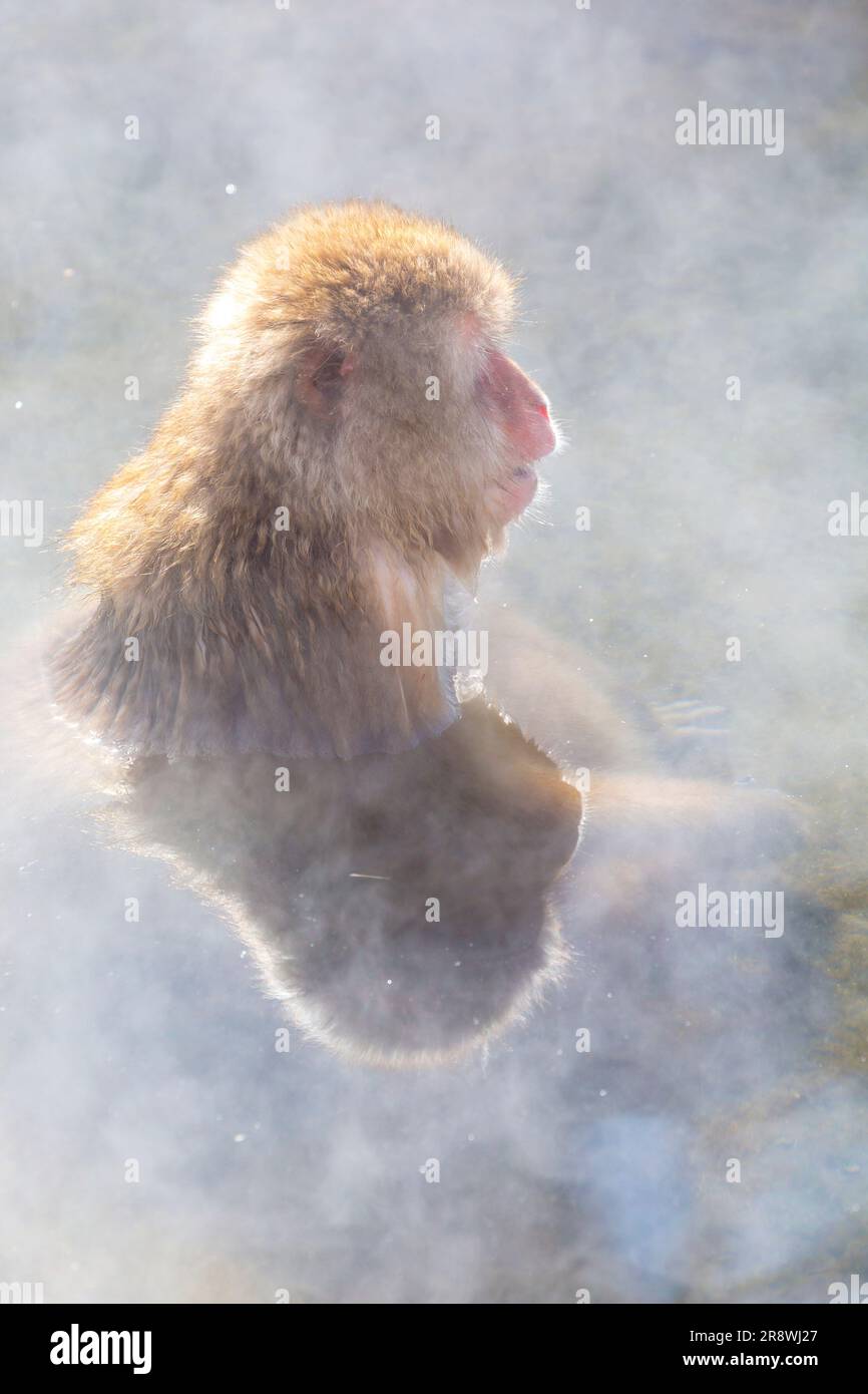 Jigokudani monkey park landscape hi-res stock photography and images ...