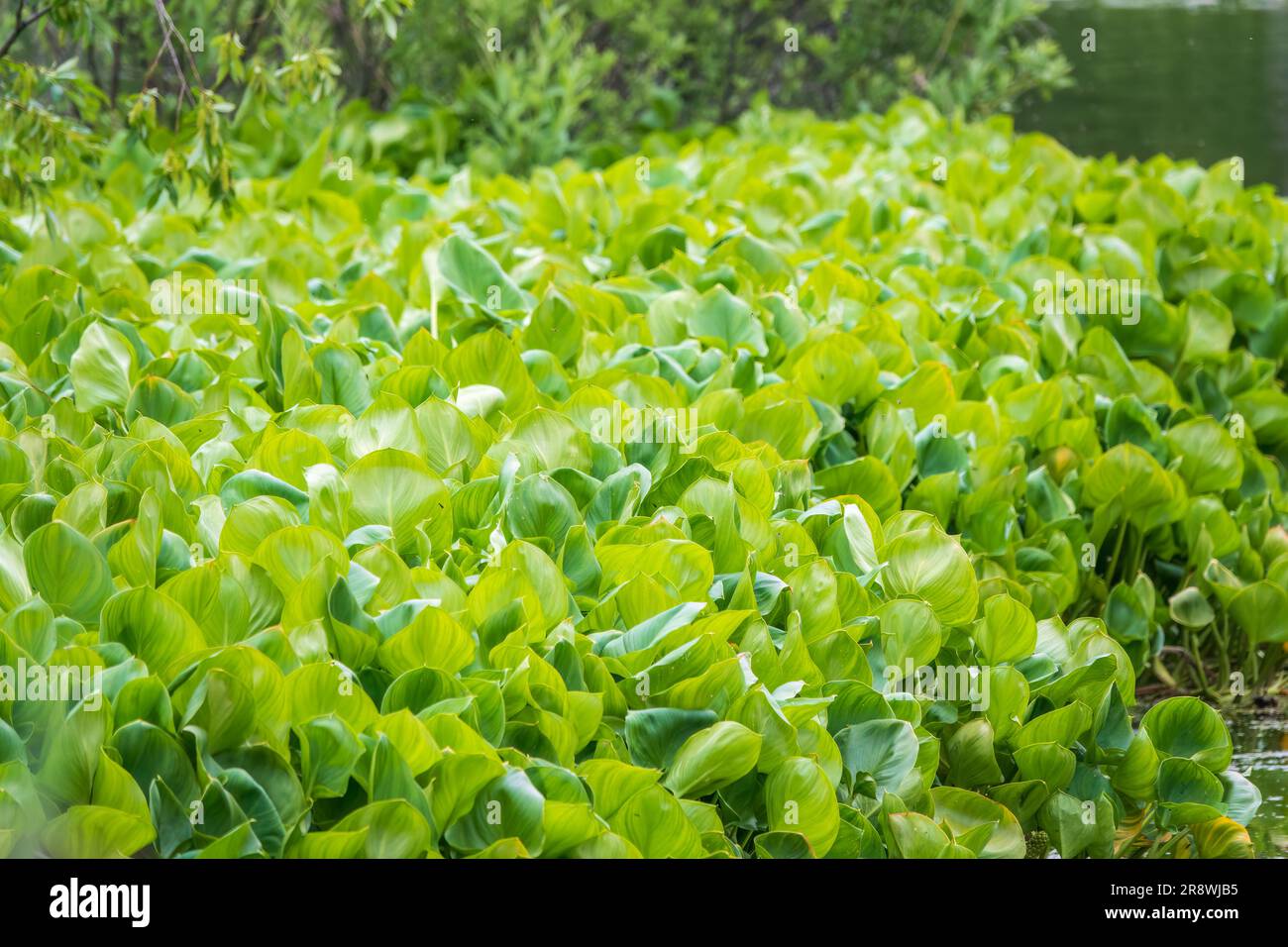 Calla palustris, top view. Leaves of Calla or bog arum, marsh calla ...