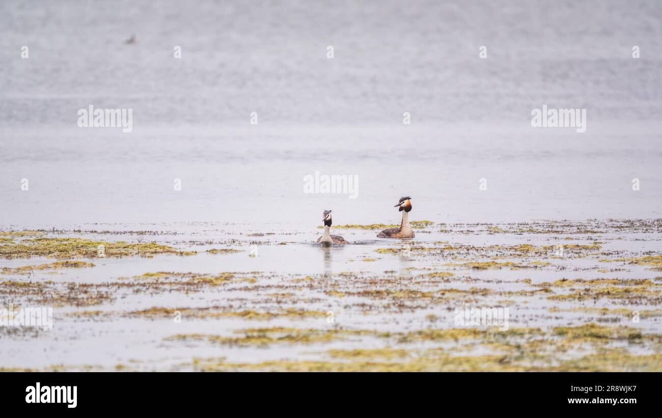 Two waterfowl birds Great Crested Grebes swim in the lake. The great ...