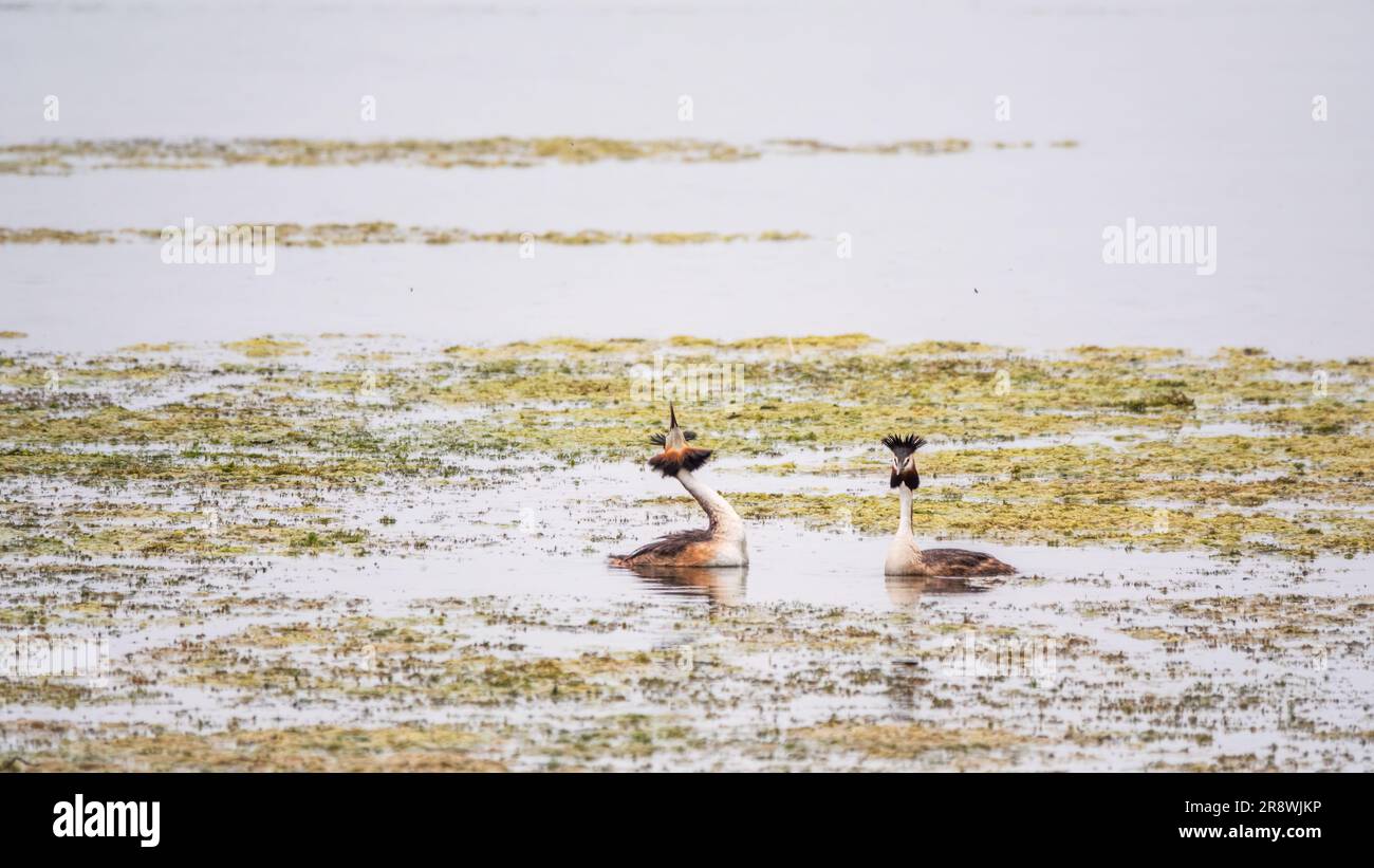Mating games of two water birds Great Crested Grebes. Two waterfowl ...