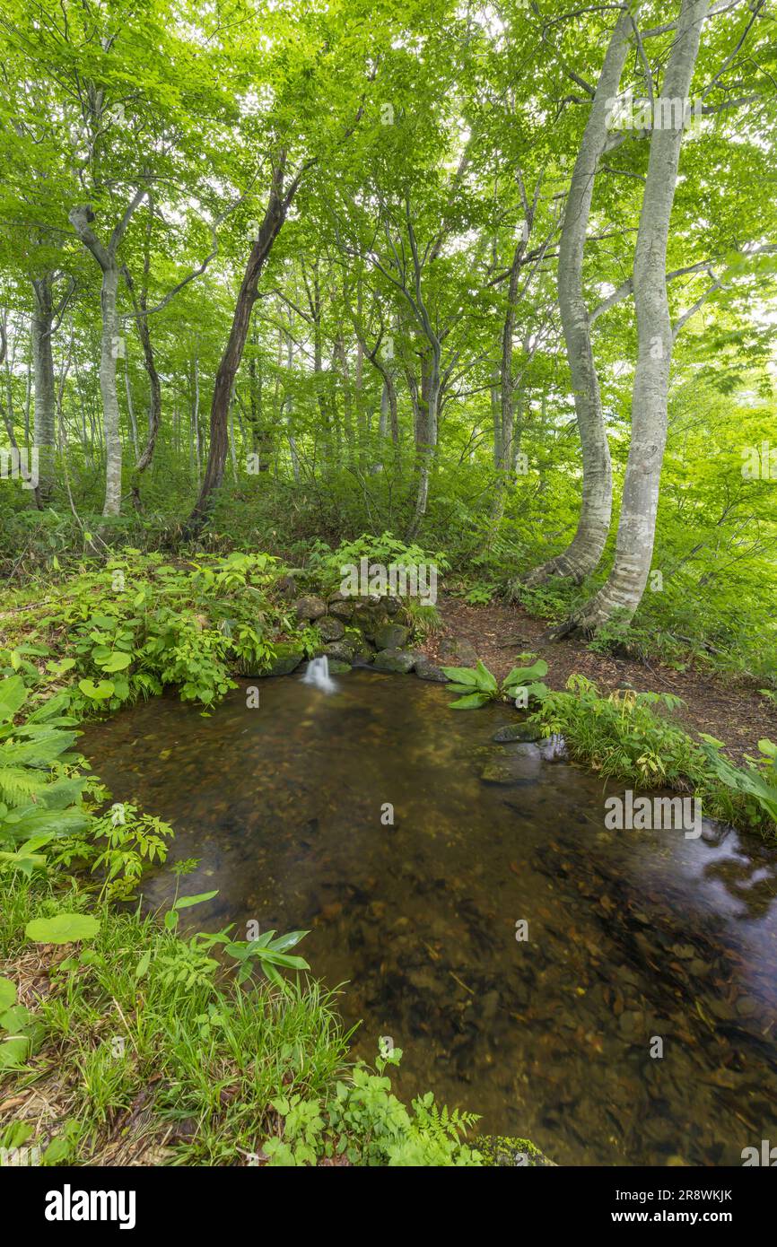 Gassan foot spring water group Stock Photo - Alamy