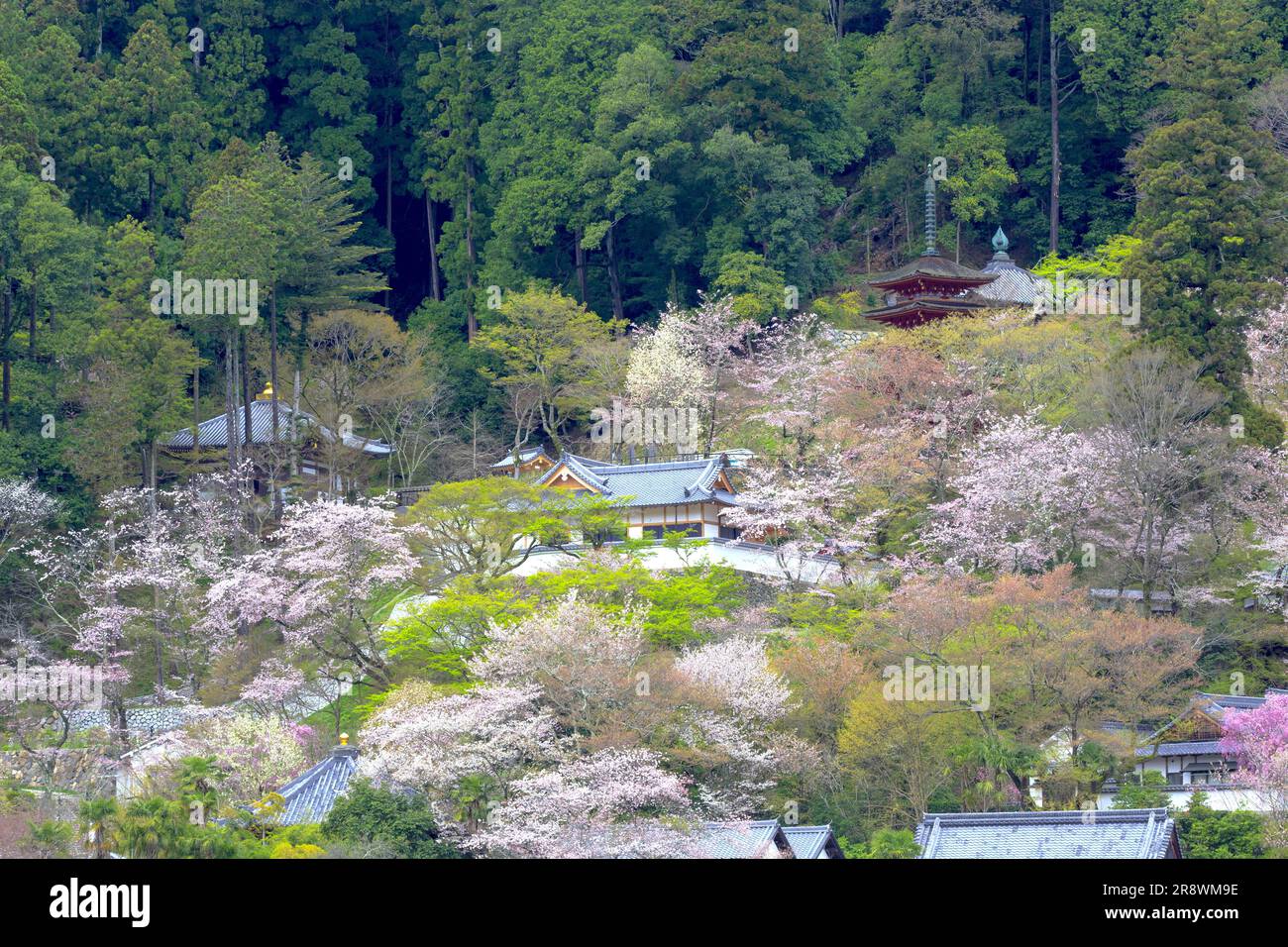 Hasedera temple nara hi-res stock photography and images - Alamy