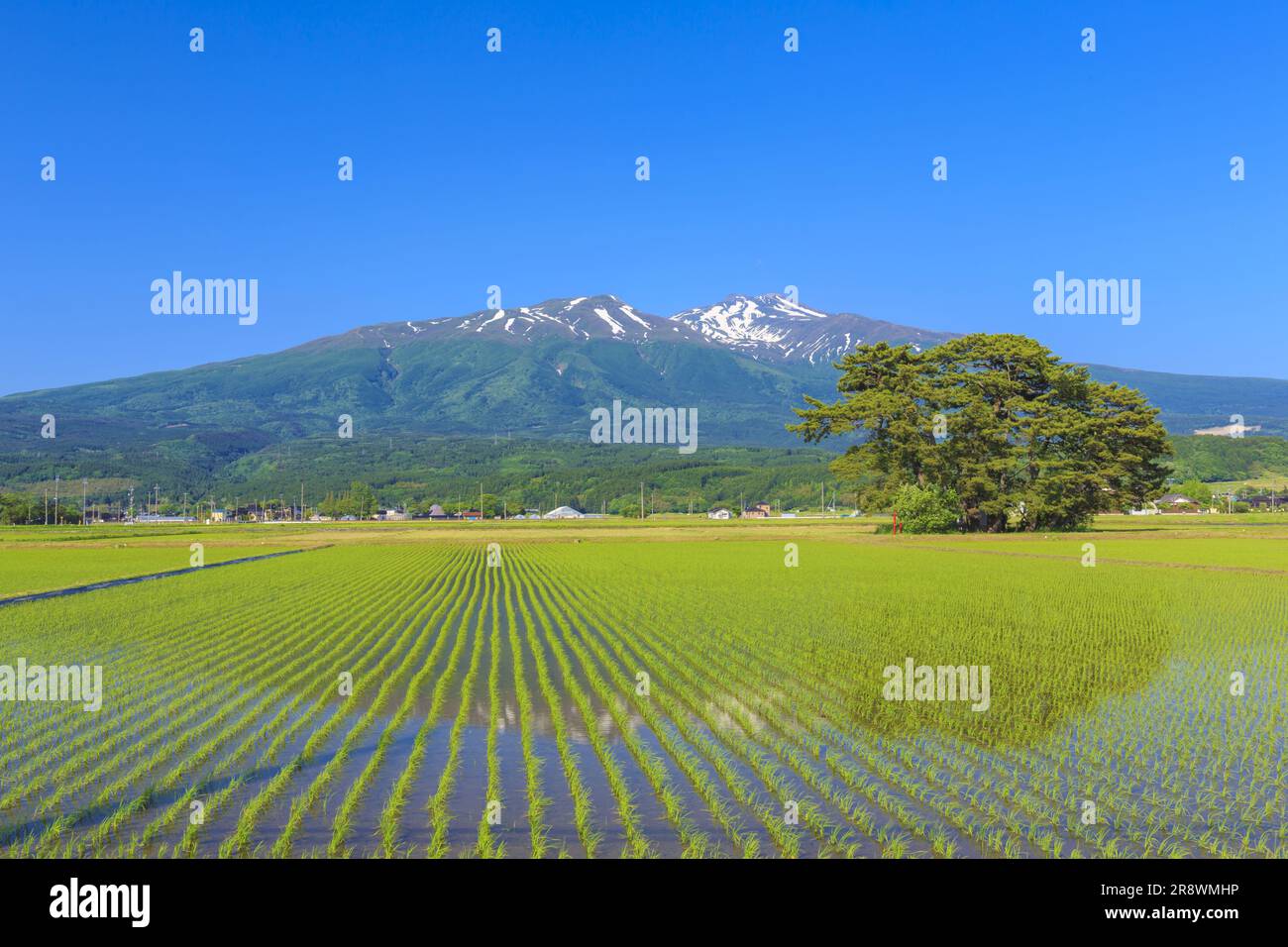 Mount Chokai and paddies Stock Photo - Alamy