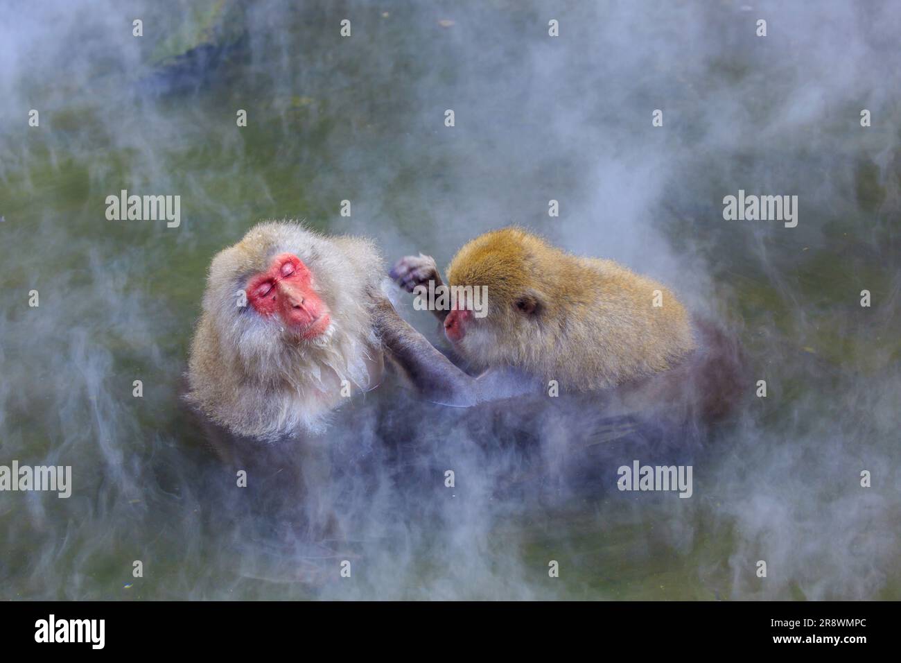 Japanese macaques in Jigokudani Stock Photo - Alamy