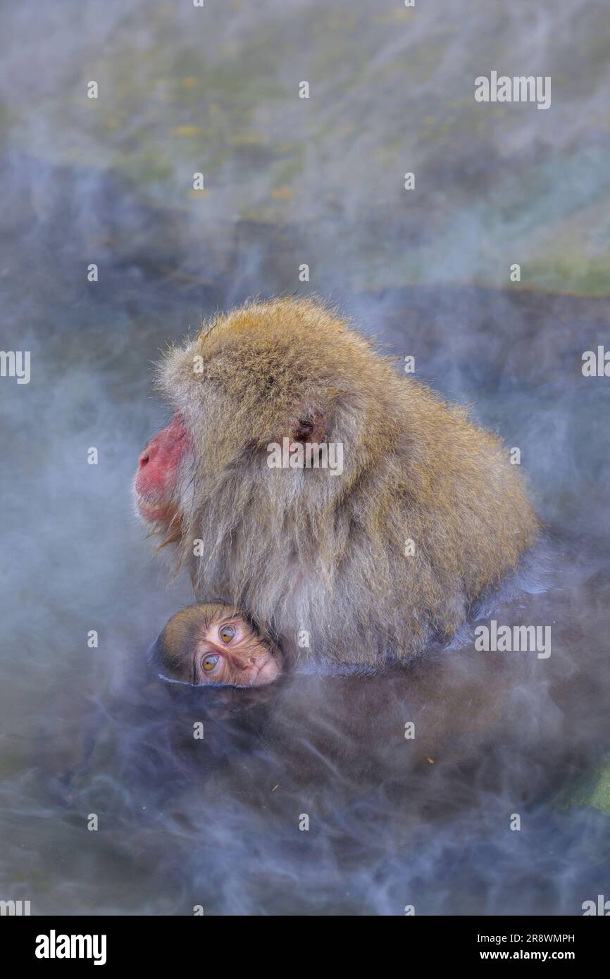 Japanese macaques in Jigokudani Stock Photo - Alamy