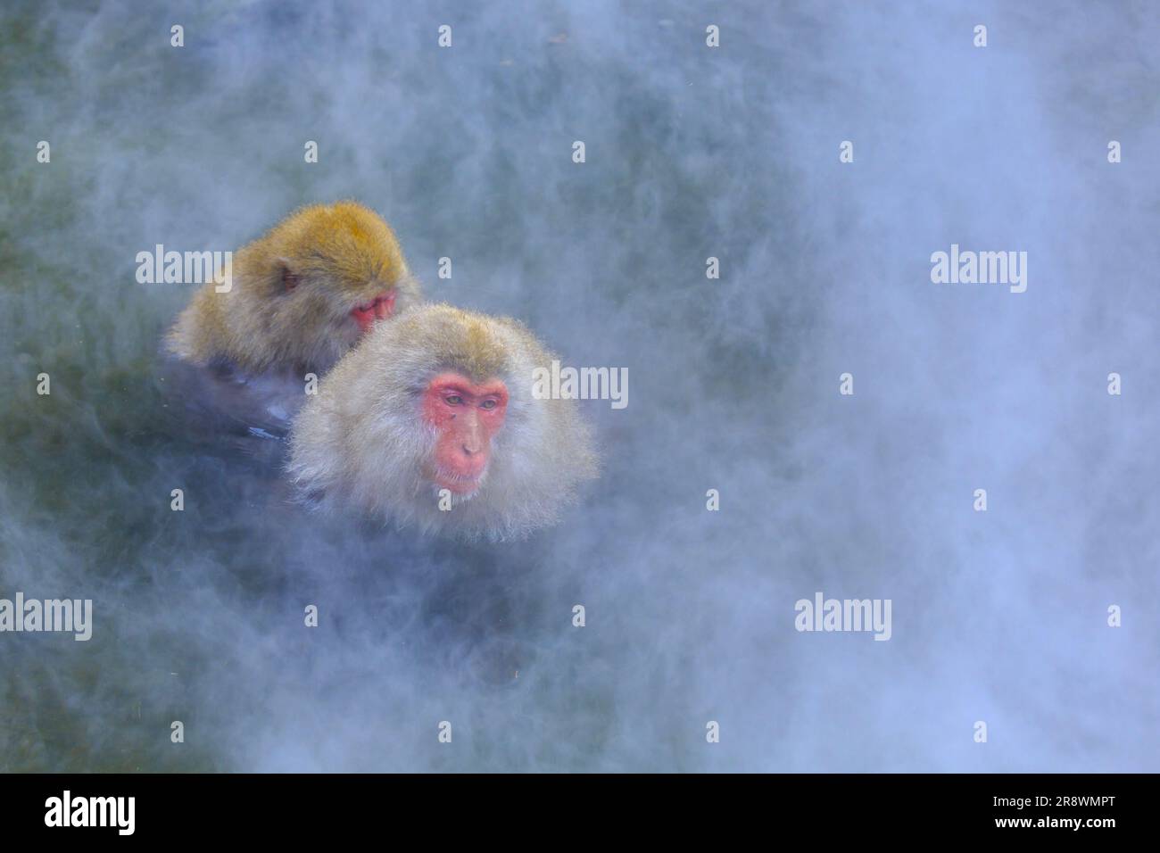 Japanese macaques in Jigokudani Stock Photo - Alamy